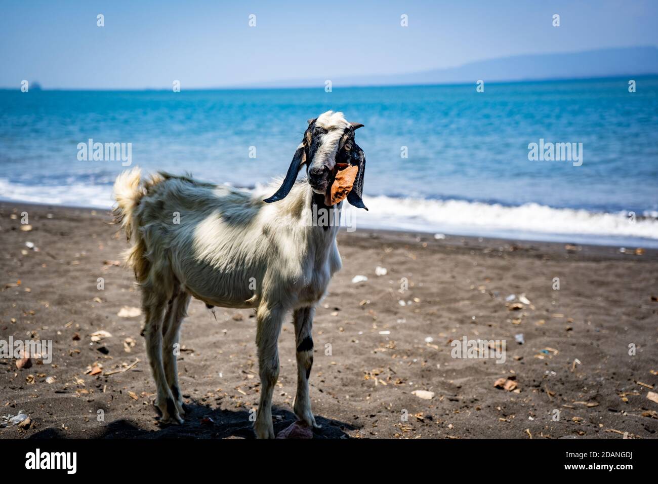 Goat eating leaf hi-res stock photography and images - Alamy