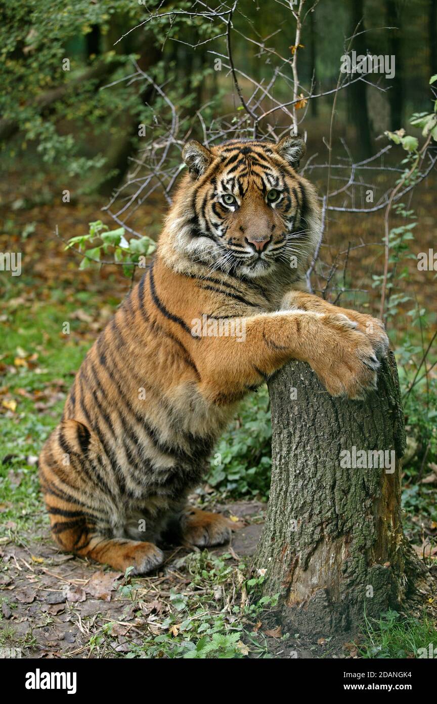 SUMATRAN TIGER panthera tigris sumatrae, ADULT STANDING ON HIND LEGS ...