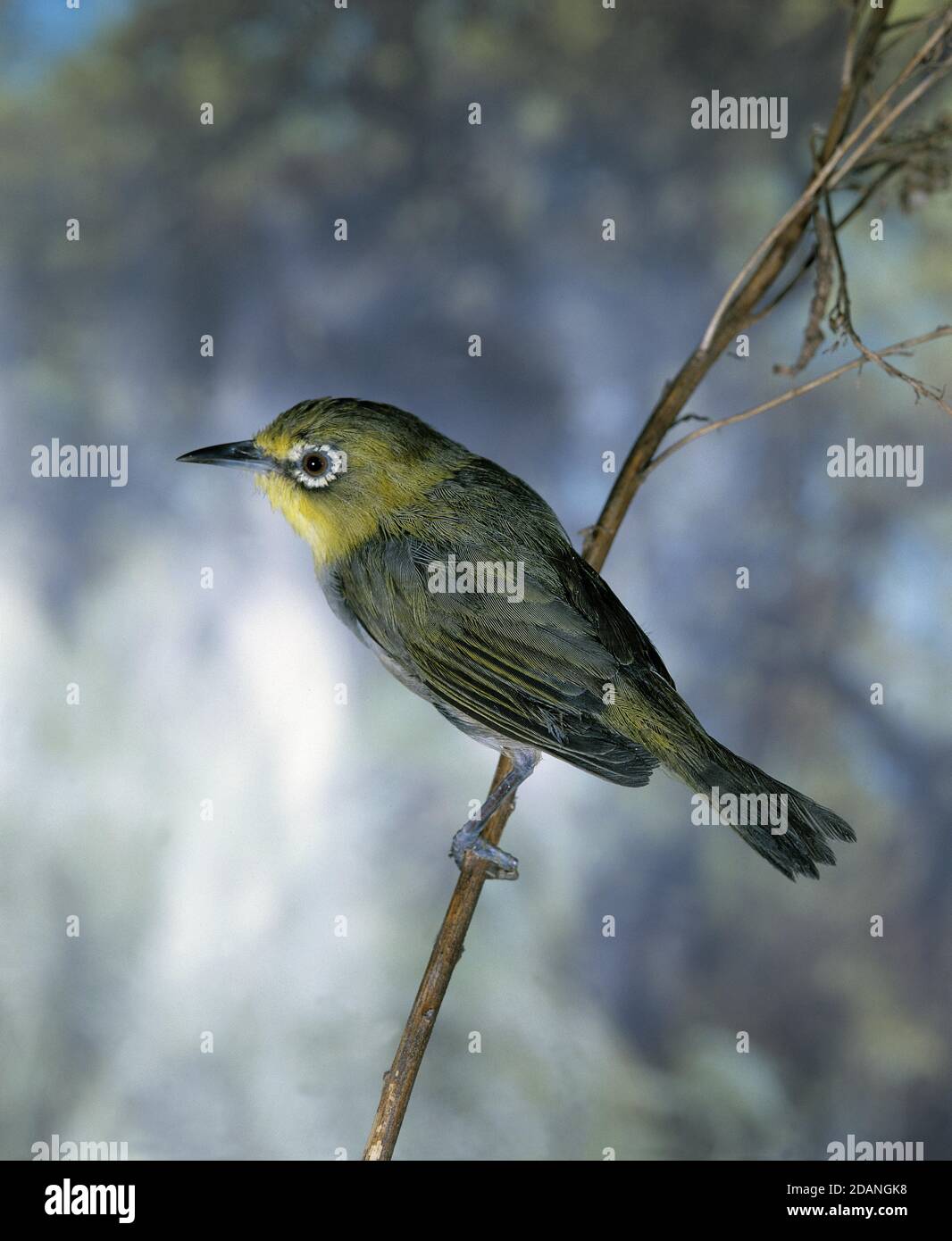 INDIAN WHITE-EYE ZOSTEROPS zosterops palpebrosa, ADULT STANDING ON ...
