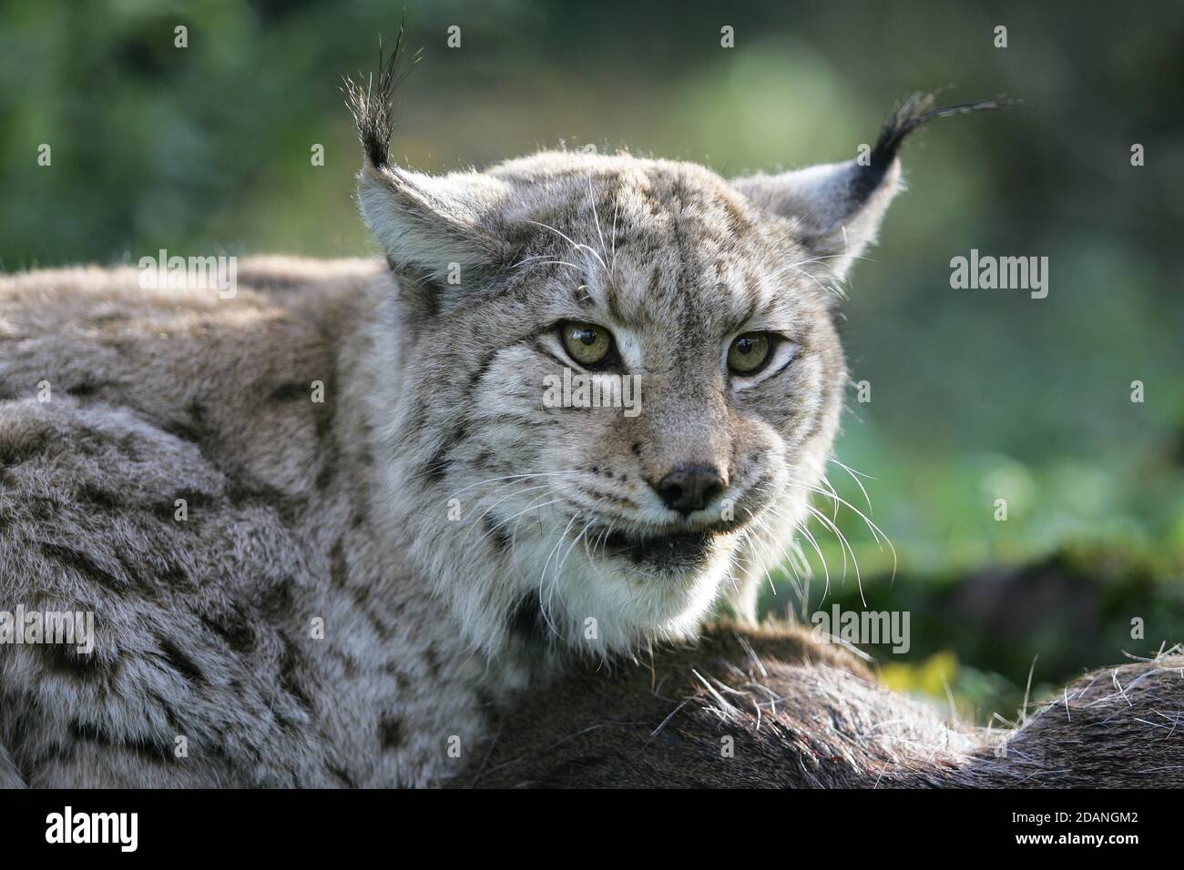 Profile photo of a deer hi-res stock photography and images - Alamy