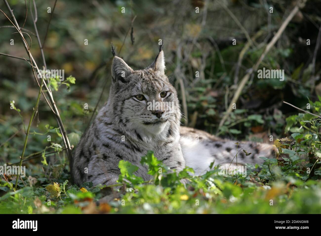 EUROPEAN LYNX felis lynx, ADULT LAYING DOWN ON LEAVES Stock Photo - Alamy