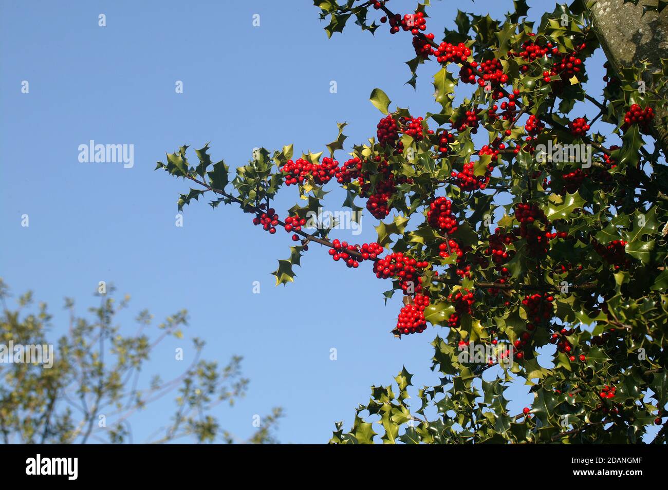 EUROPEAN HOLLY ilex aquifolium WITH RED BERRIES, NORMANDY Stock Photo ...