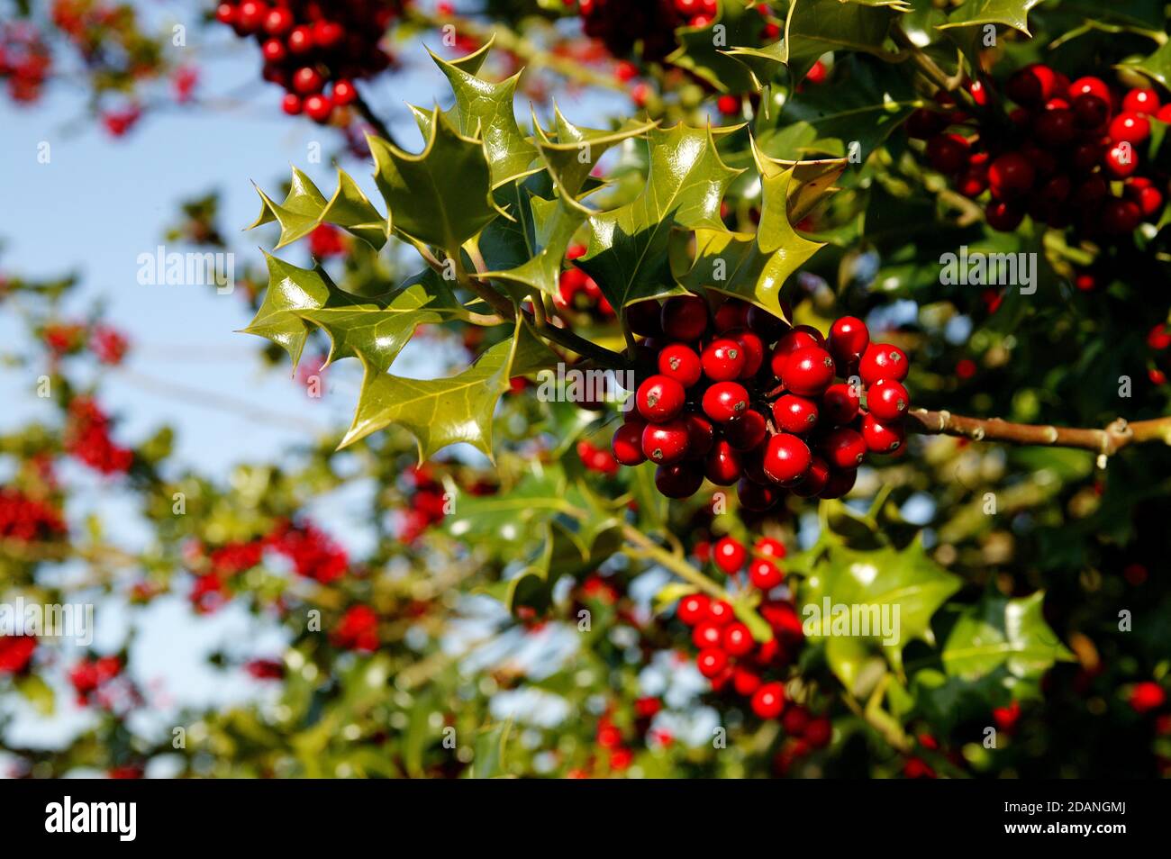 EUROPEAN HOLLY ilex aquifolium, BRANCH WITH RED BERRIES, NORMANDY Stock ...
