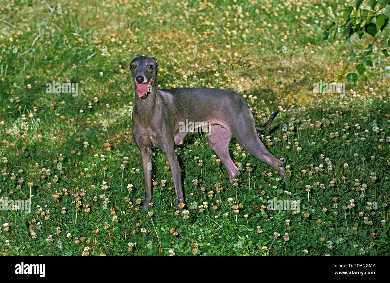 ITALIAN GREYHOUND, FEMALE STANDING ON GRASS Stock Photo - Alamy