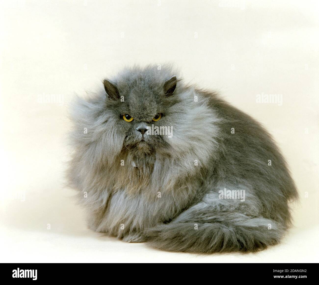 Blue persian cat hi-res stock photography and images - Alamy