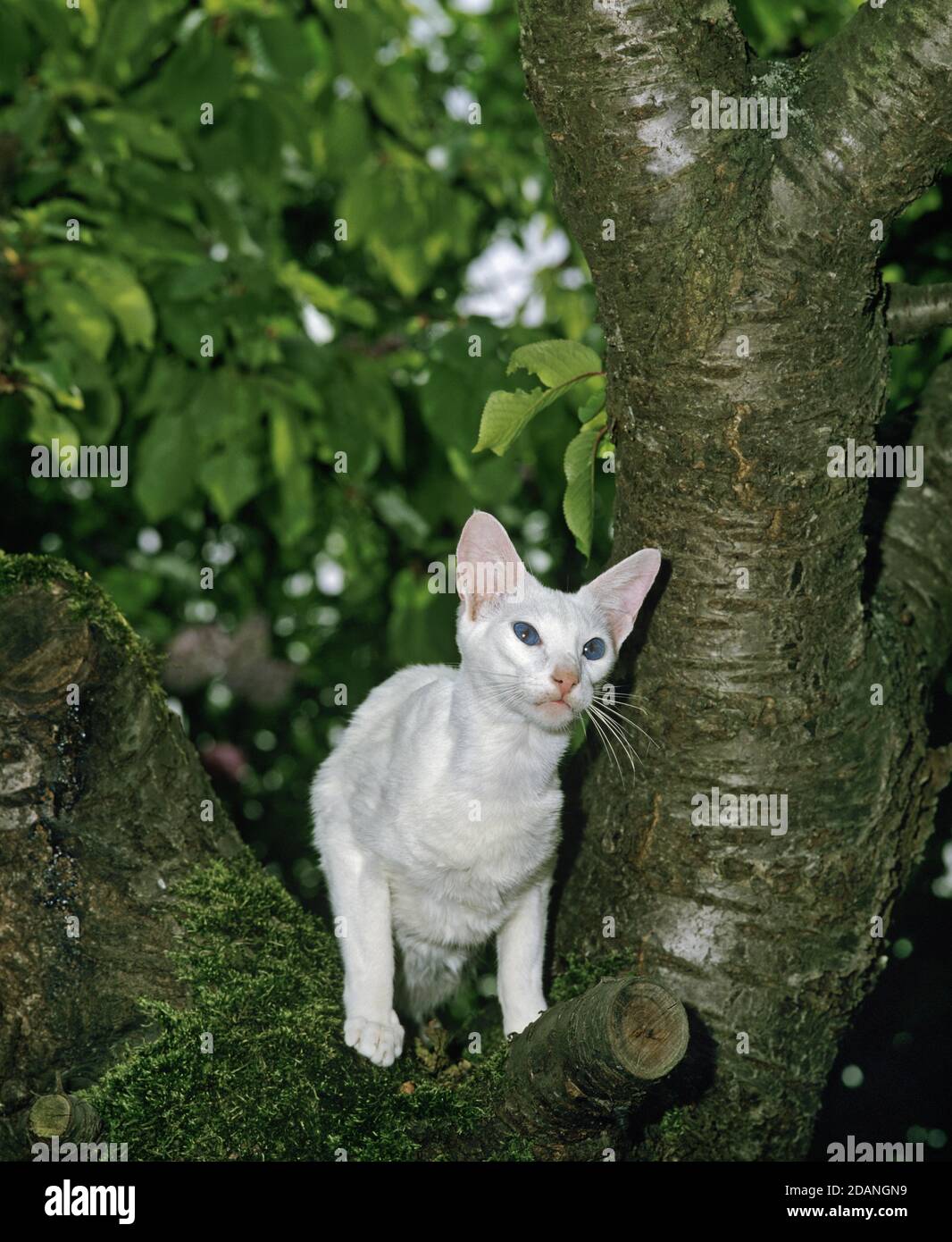 Oriental foreign white cat hi-res stock photography and images - Alamy