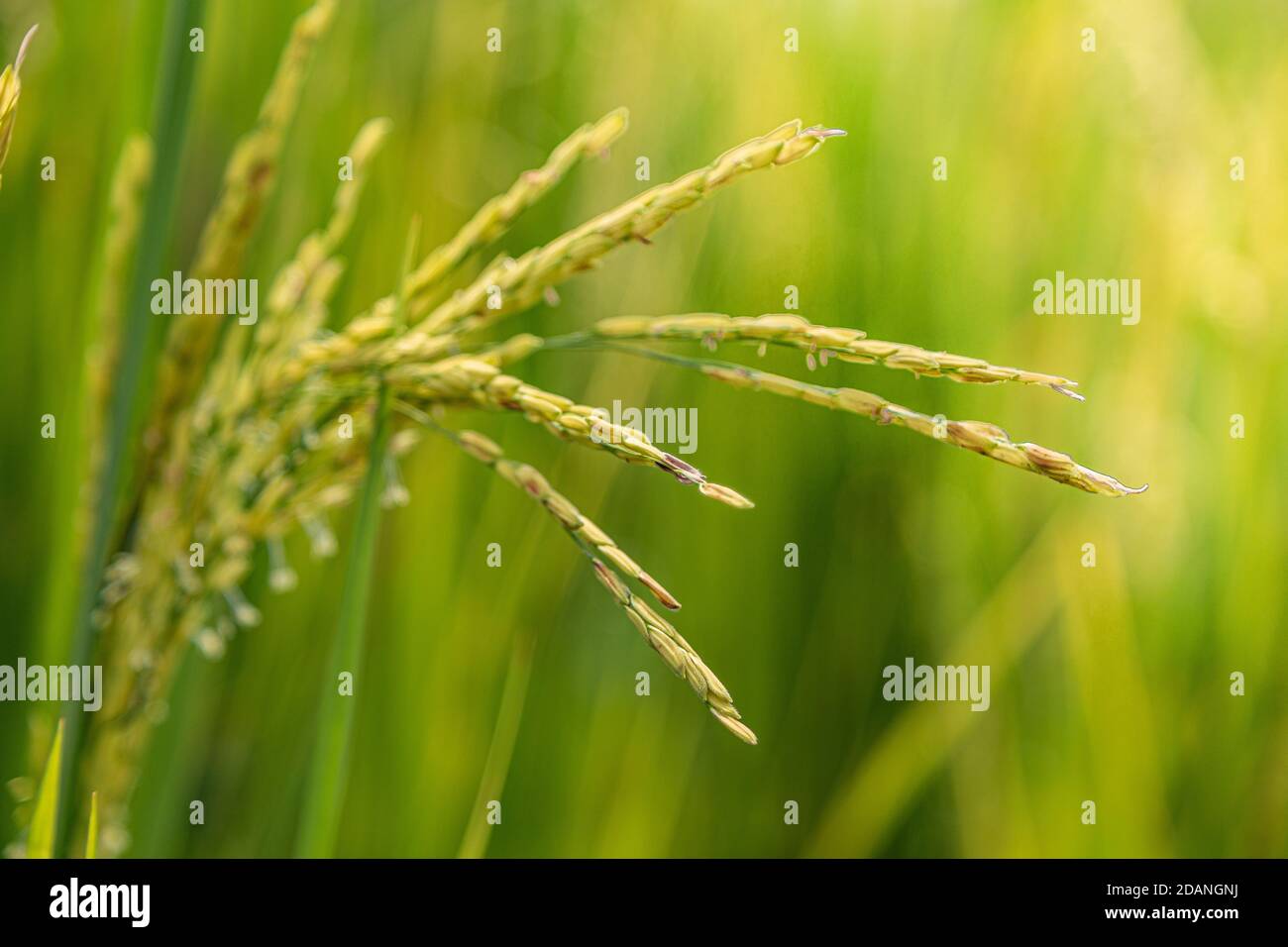 Close up of rice seeds on the rice grass almost ready to harvest Stock ...