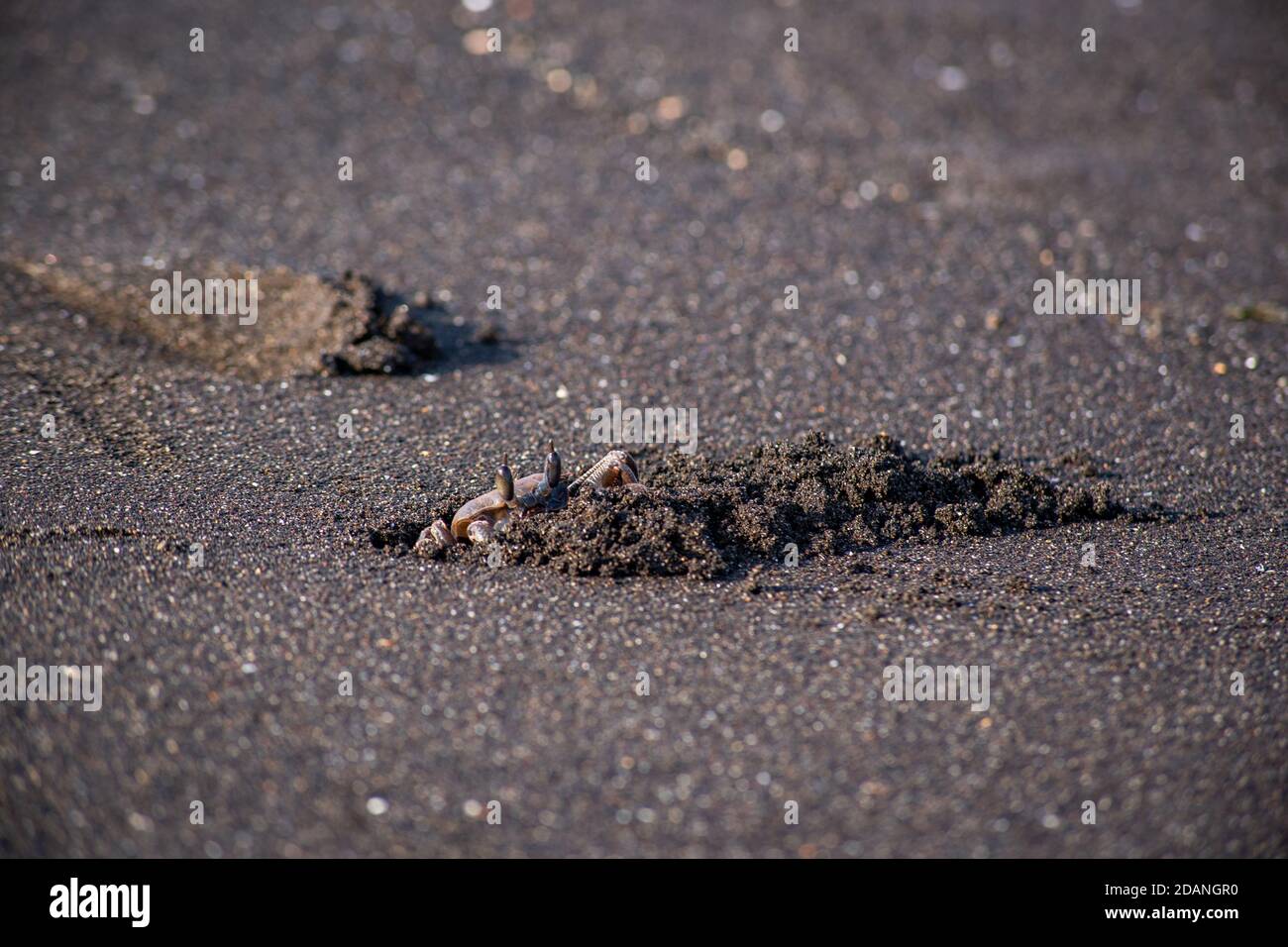 crab digging a hole at the beach Stock Photo - Alamy