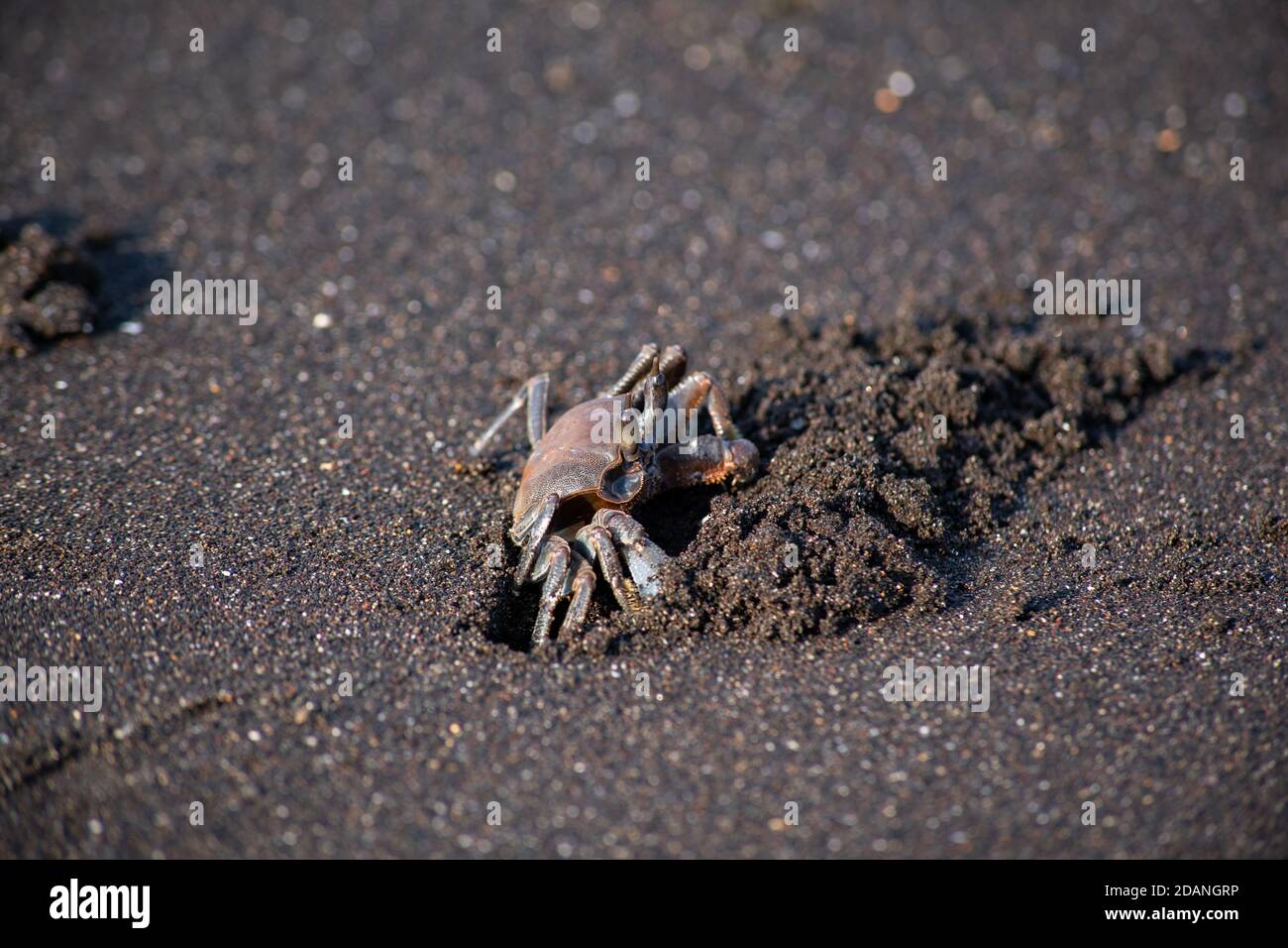 crab digging a hole at the beach Stock Photo - Alamy