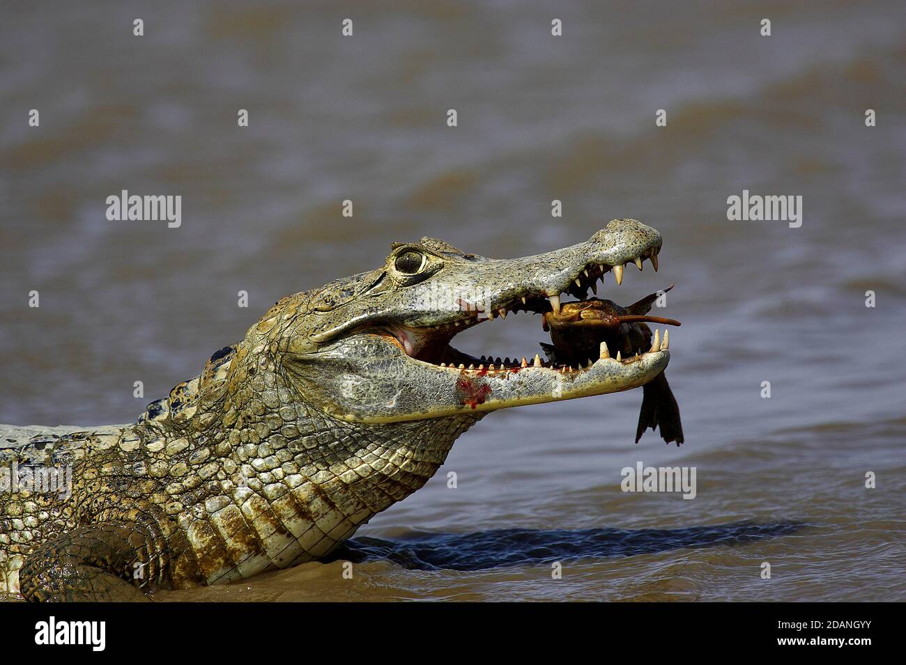 SPECTACLED CAIMAN caiman crocodilus, ADULT CATCHING FISH, LOS LIANOS IN ...