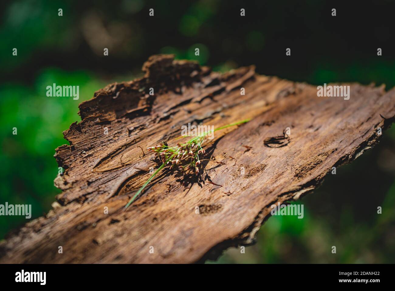 Tree log figure hi-res stock photography and images - Alamy