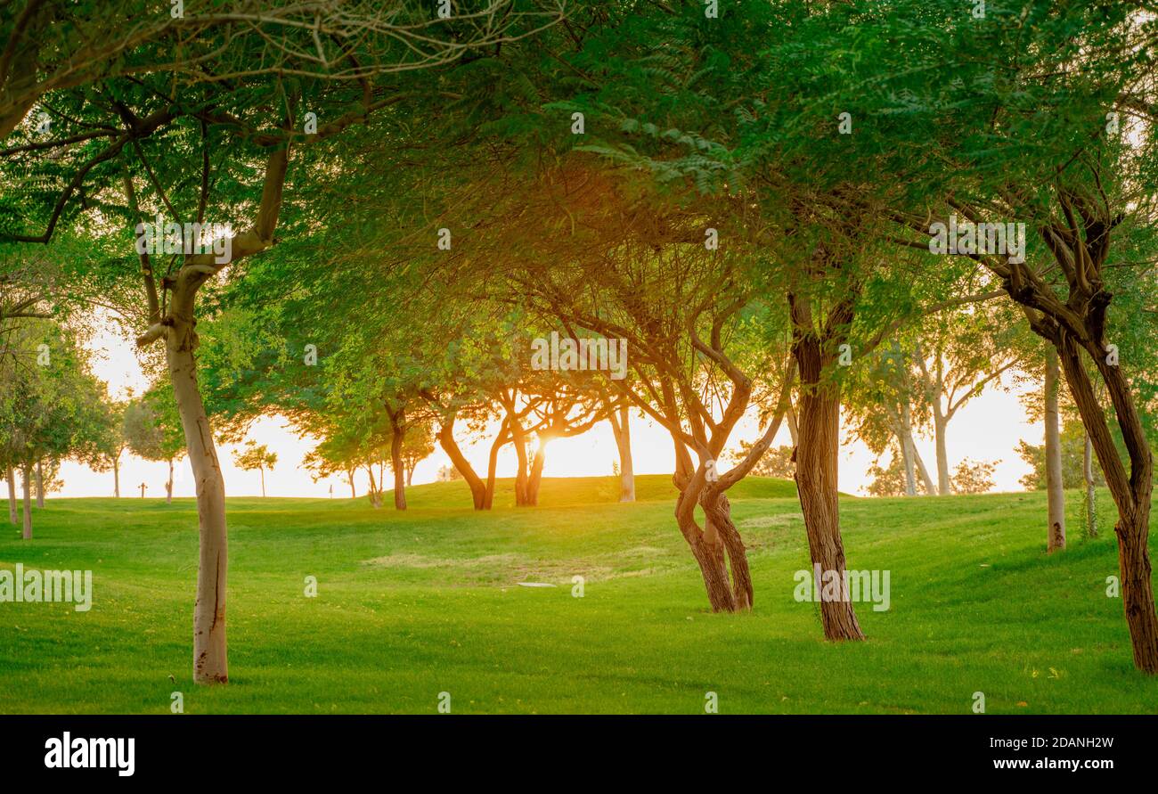 Sunrise beam coming through the trees in katara park. Sunset Stock ...