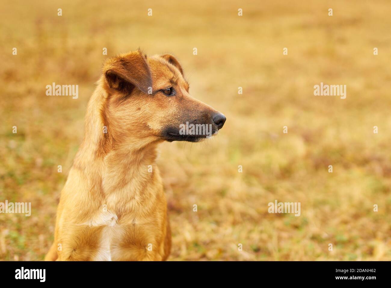 Lost Puppy High Resolution Stock Photography and Images - Alamy
