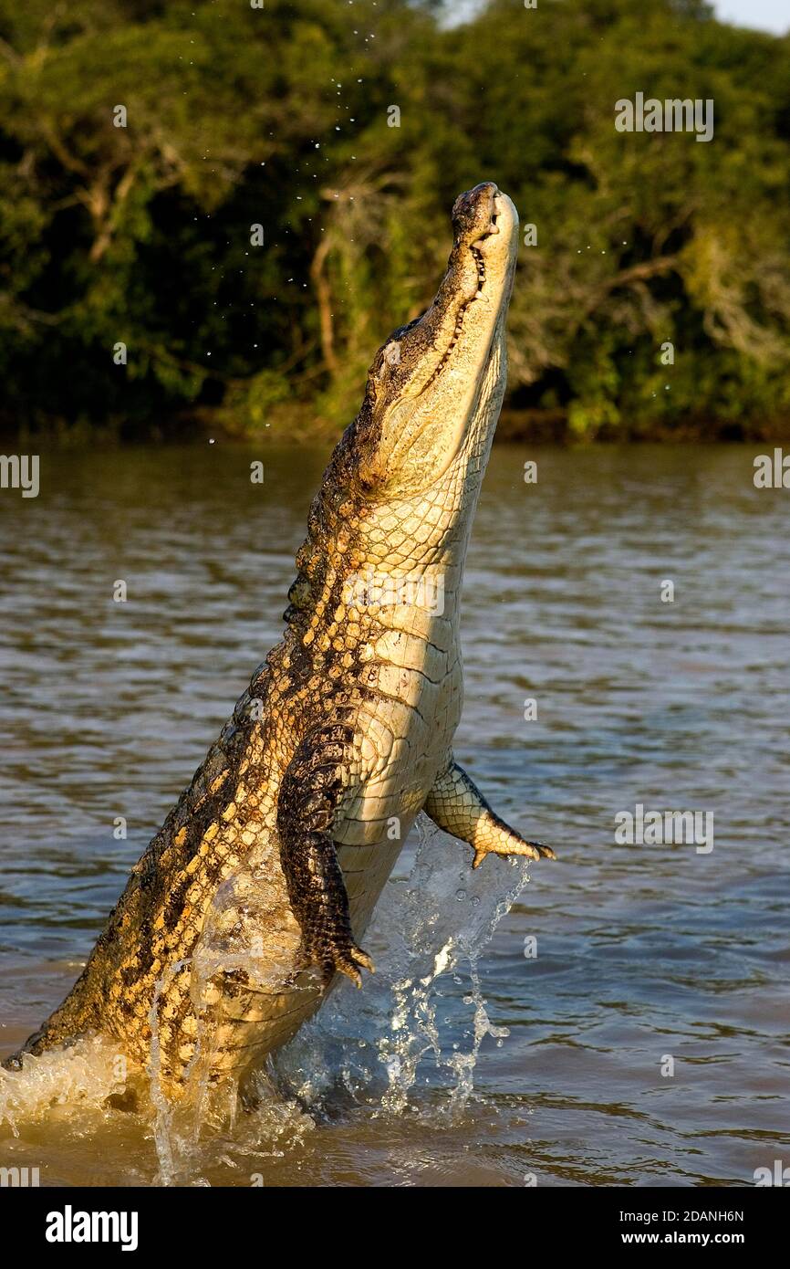 SPECTACLED CAIMAN caiman crocodilus, ADULT LEAPING OUT OF WATER, LOS ...