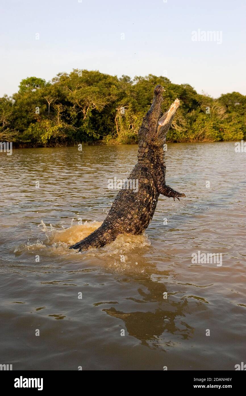 SPECTACLED CAIMAN caiman crocodilus, ADULT LEAPING OUT OF WATER WITH ...