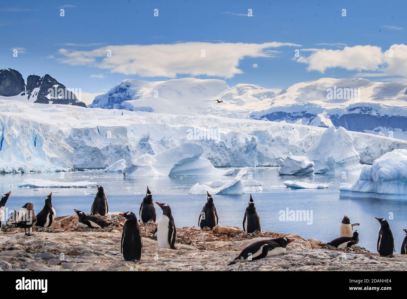 Penguins on watch Stock Photo - Alamy