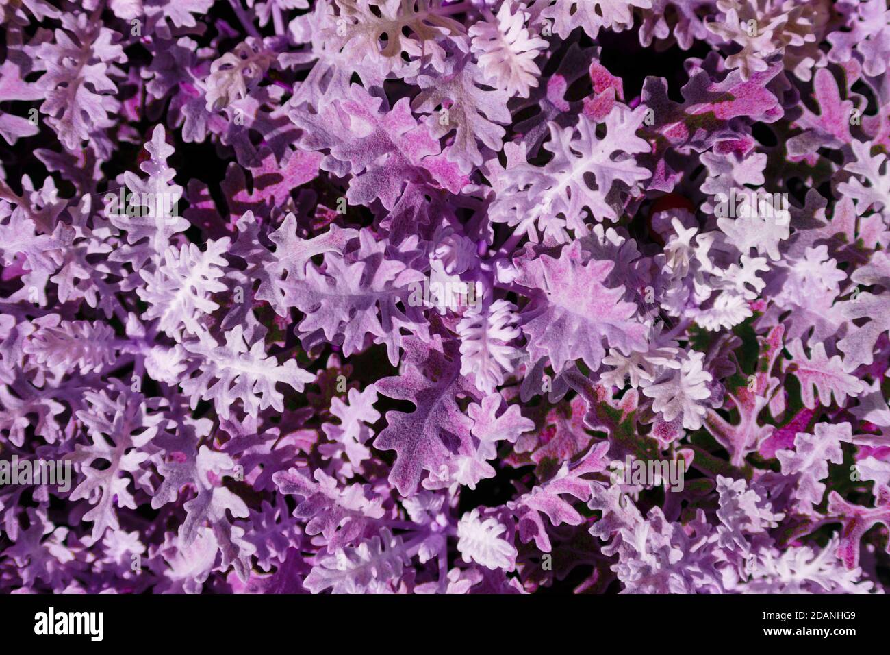Decorative lawn leaves, violet foliage, abstract nature background ...