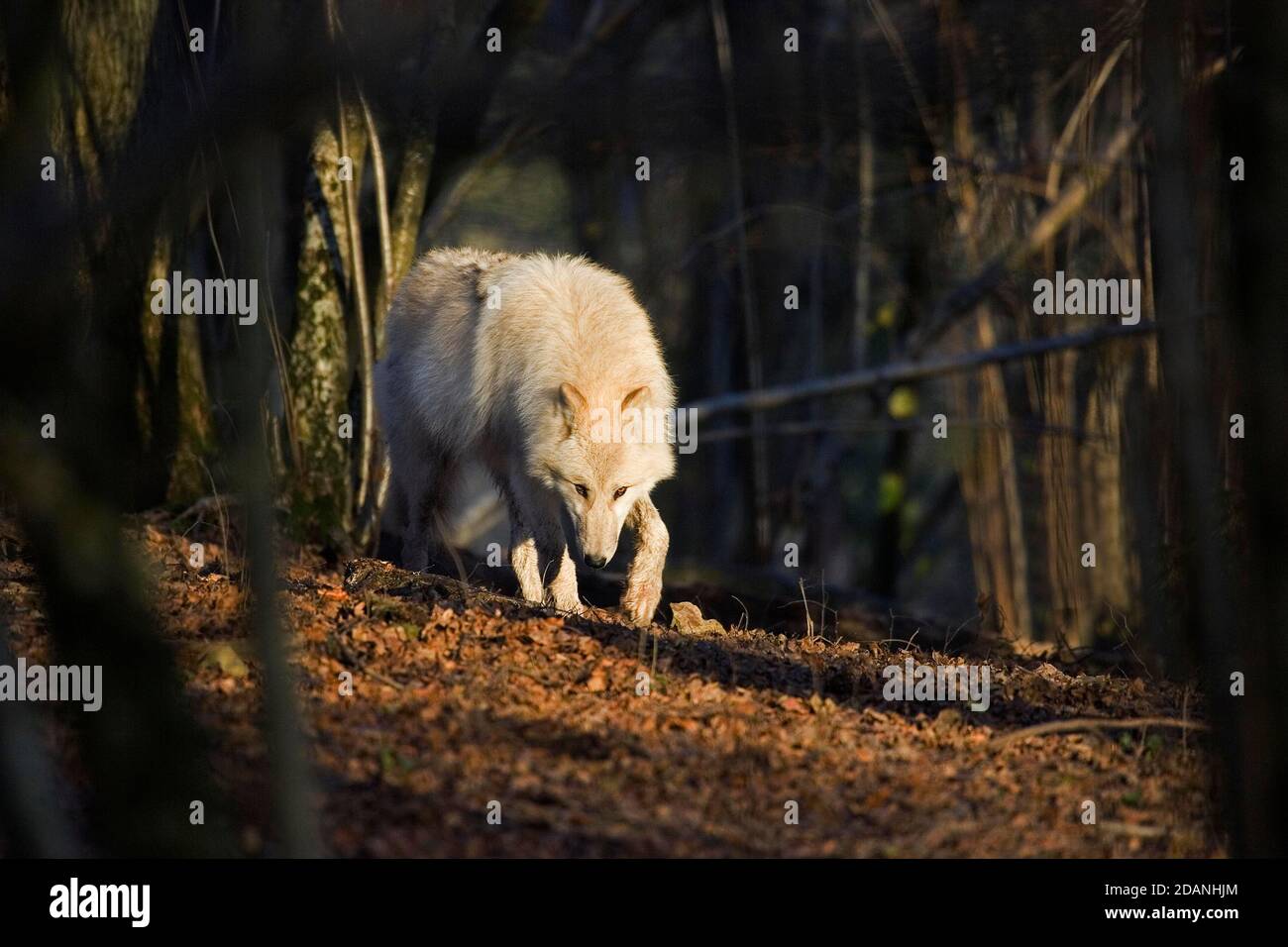 ARCTIC WOLF canis lupus tundrarum, ADULT WALKING IN FOREST Stock Photo ...