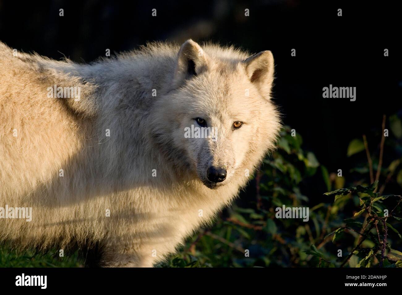 ARCTIC WOLF canis lupus tundrarum, ADULT Stock Photo - Alamy