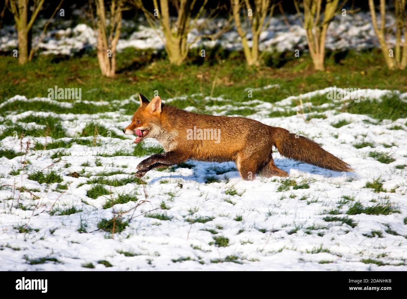 RED FOX vulpes vulpes, ADULT RUNNING ON SNOW, NORMANDY IN FRANCE Stock ...