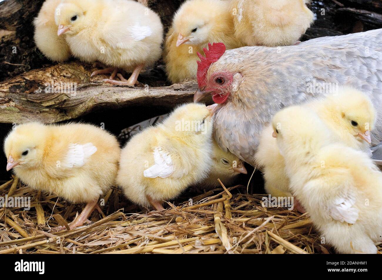 BARBU D'UCCLE, HEN AND CHICKS, A BREED FROM BELGIUM Stock Photo - Alamy