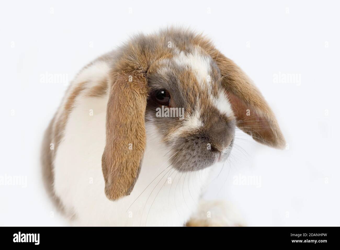 LOP-EARED RABBIT AGAINST WHITE BACKGROUND Stock Photo - Alamy