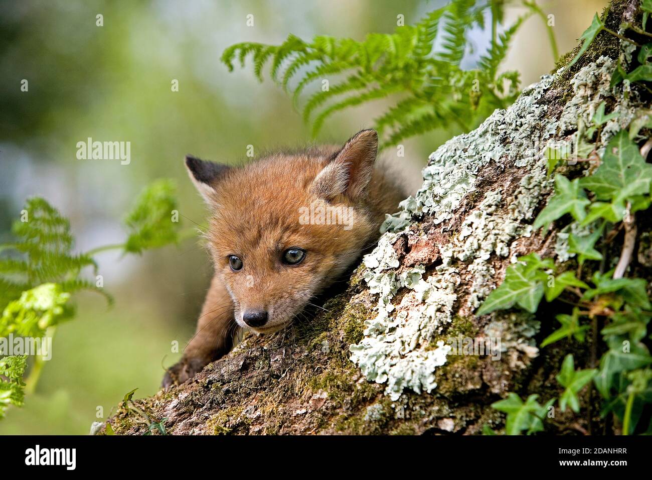 RED FOX vulpes vulpes, PUP STANDING AT DEN ENTRANCE, NORMANDY IN FRANCE ...