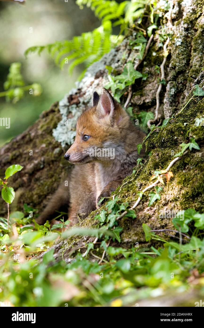 RED FOX vulpes vulpes, PUP STANDING AT DEN ENTRANCE, NORMANDY IN FRANCE ...