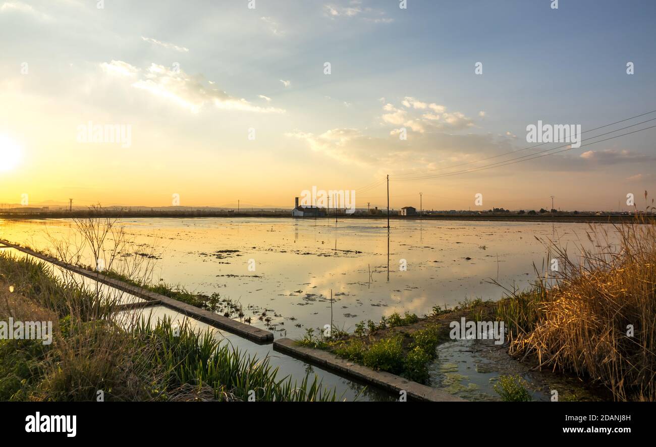 Flooded rice traditional paddy farmlands Mediterranean , farmhouse at ...