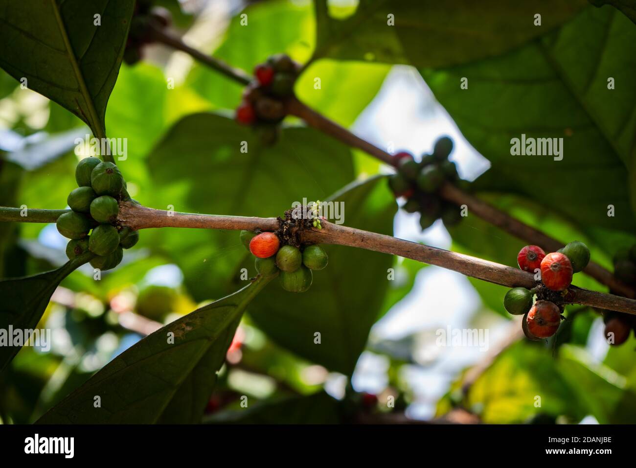 red and green robusta coffee berries growing Stock Photo - Alamy