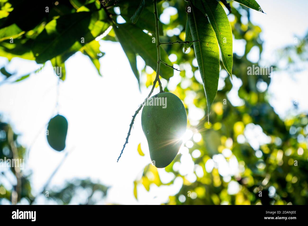 Green mango hanging from tree hi-res stock photography and images - Alamy