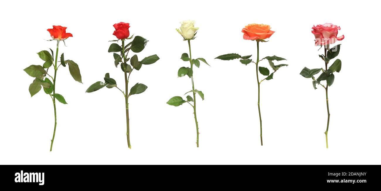 Colorful rose flower isolated on white background Stock Photo - Alamy