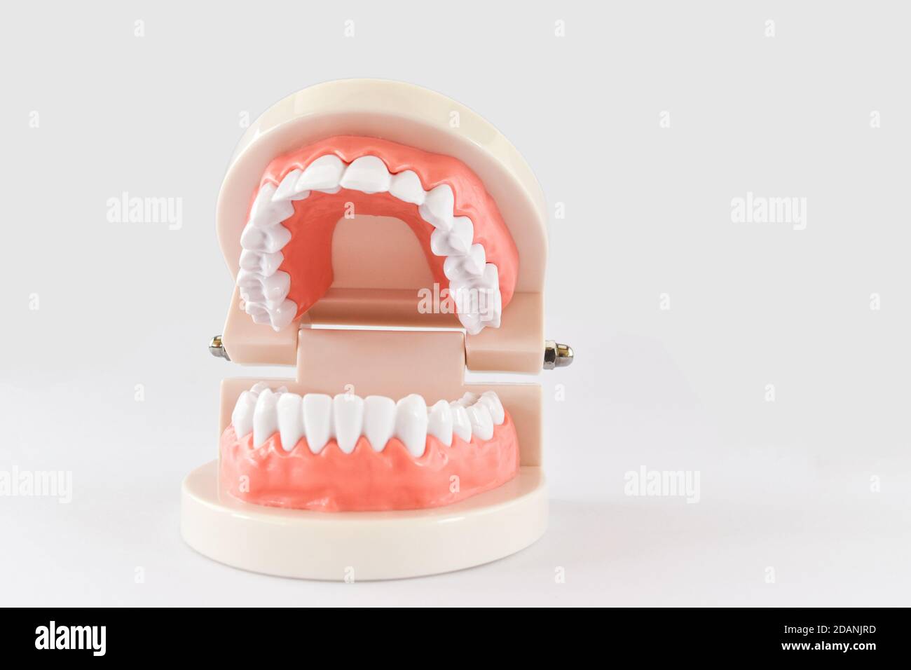 Teeth model on white background. Acrylic human jaw for studying oral ...