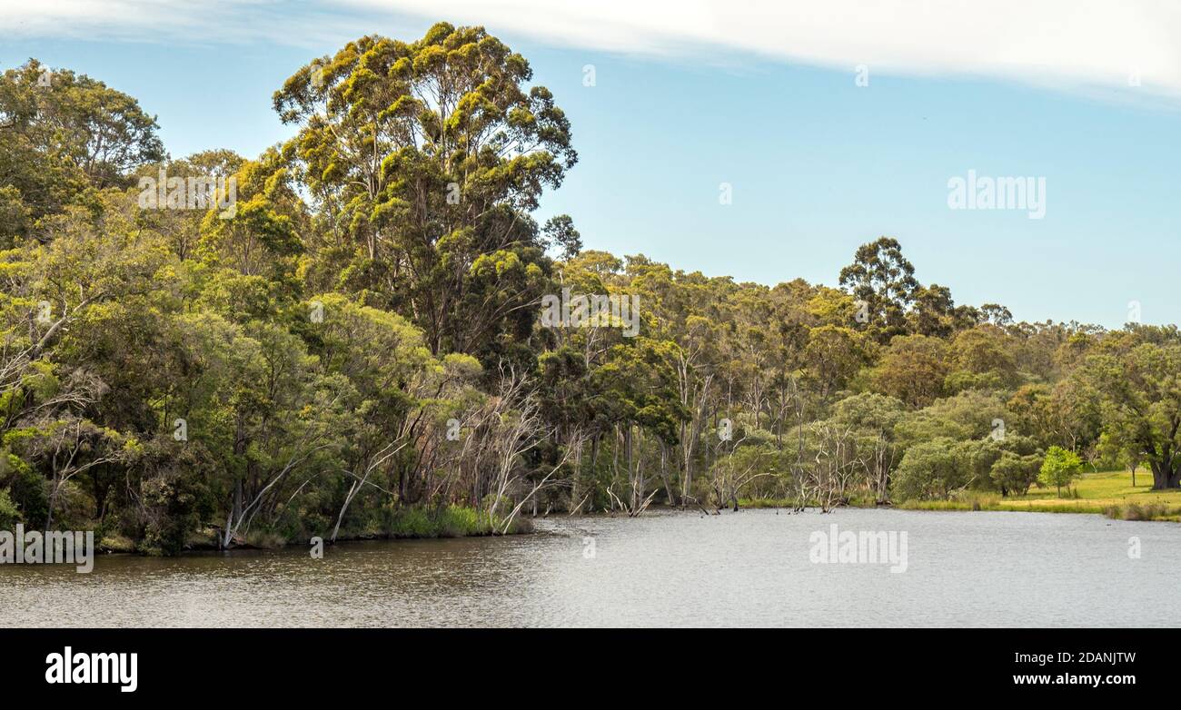 Eucalyptus forest on edge of a lake in Yallingup Margaret River Western ...