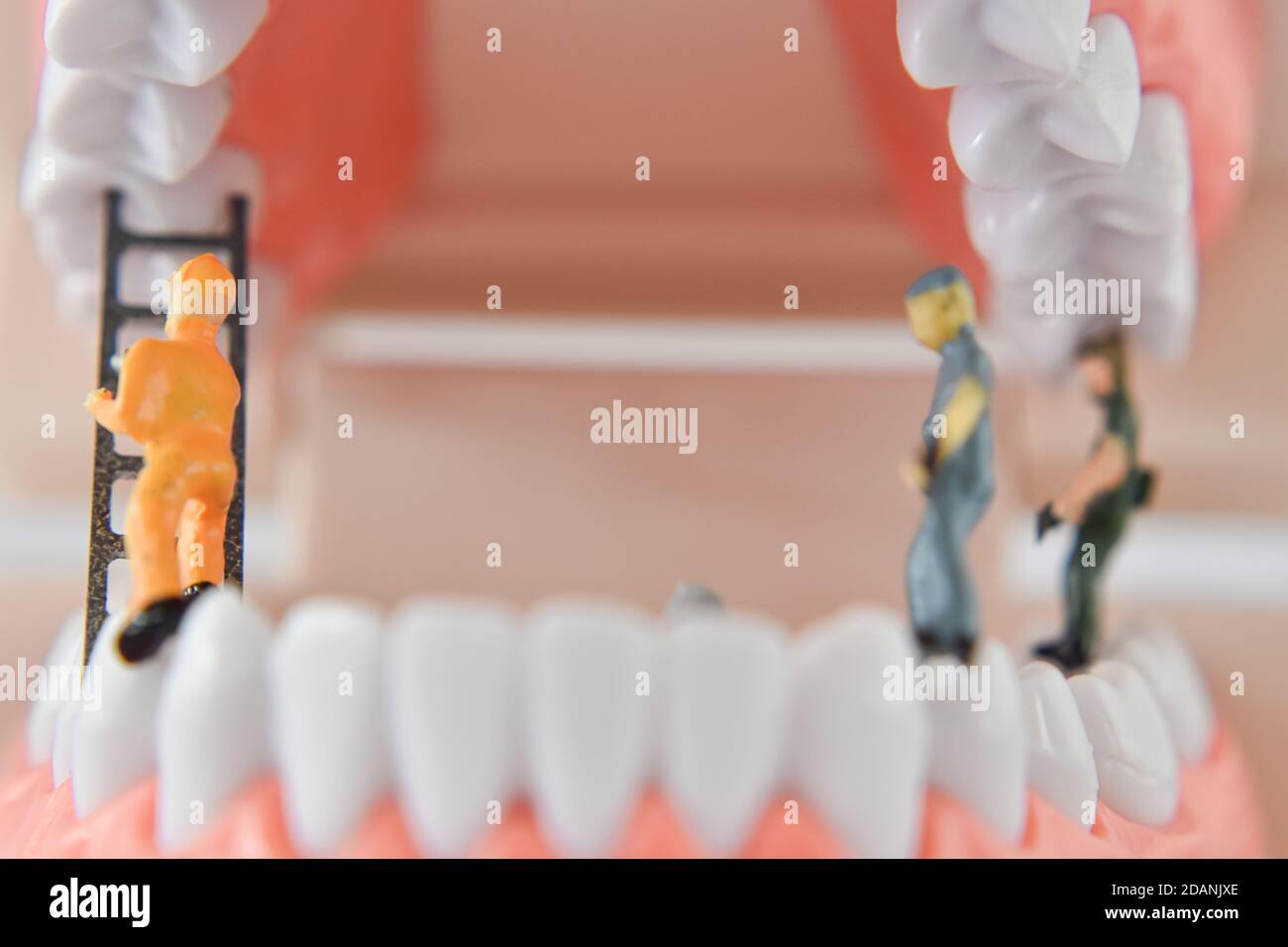 Tooth model hi-res stock photography and images - Alamy