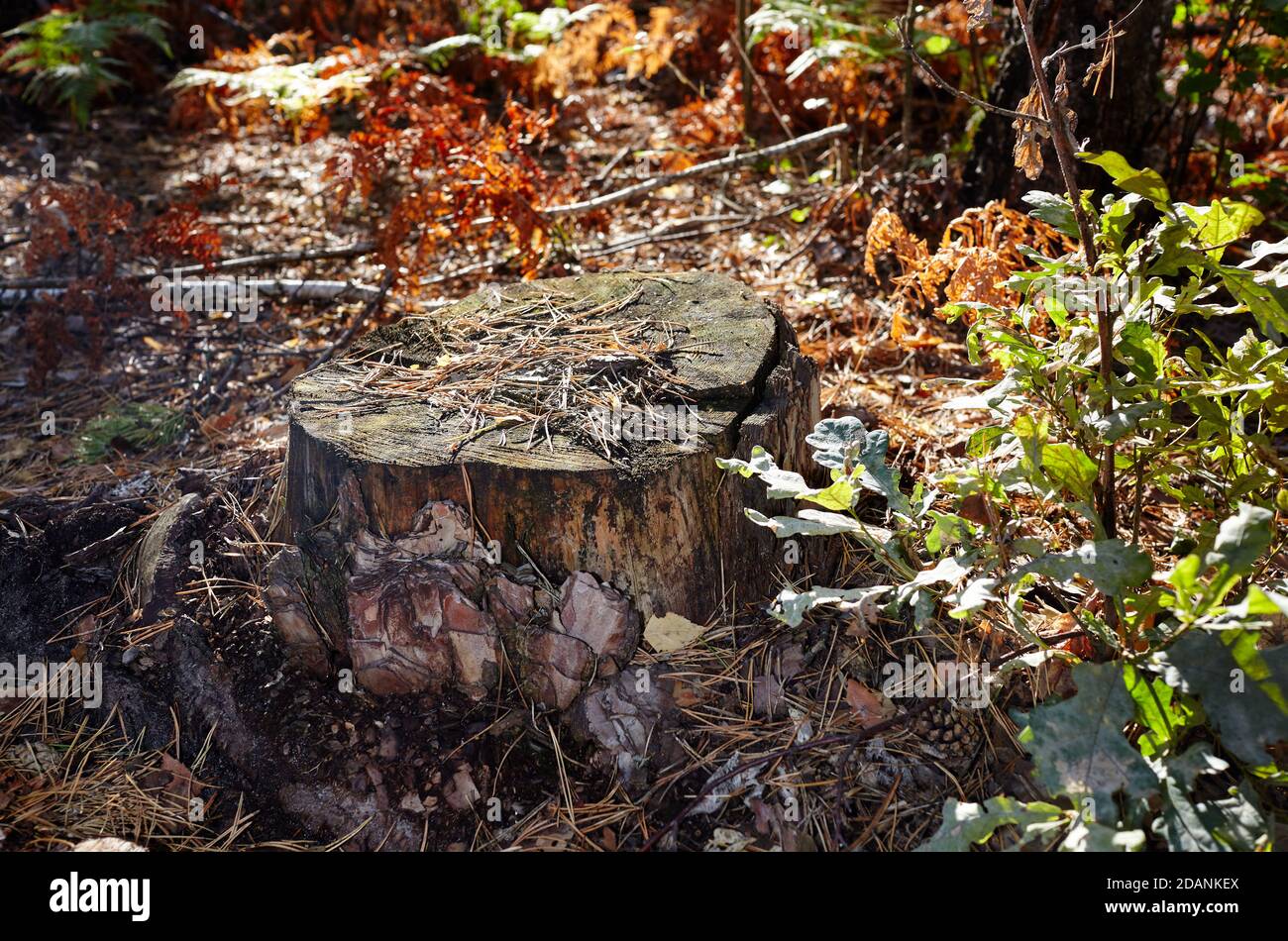 Tree stump in a bright forest. Tree stump after deforestation Stock ...