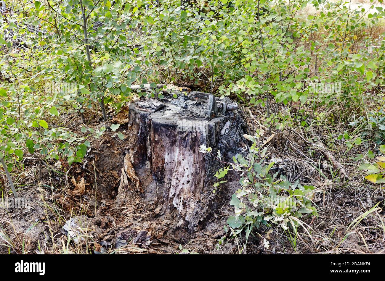 Tree stump in a bright forest. Tree stump after deforestation Stock ...
