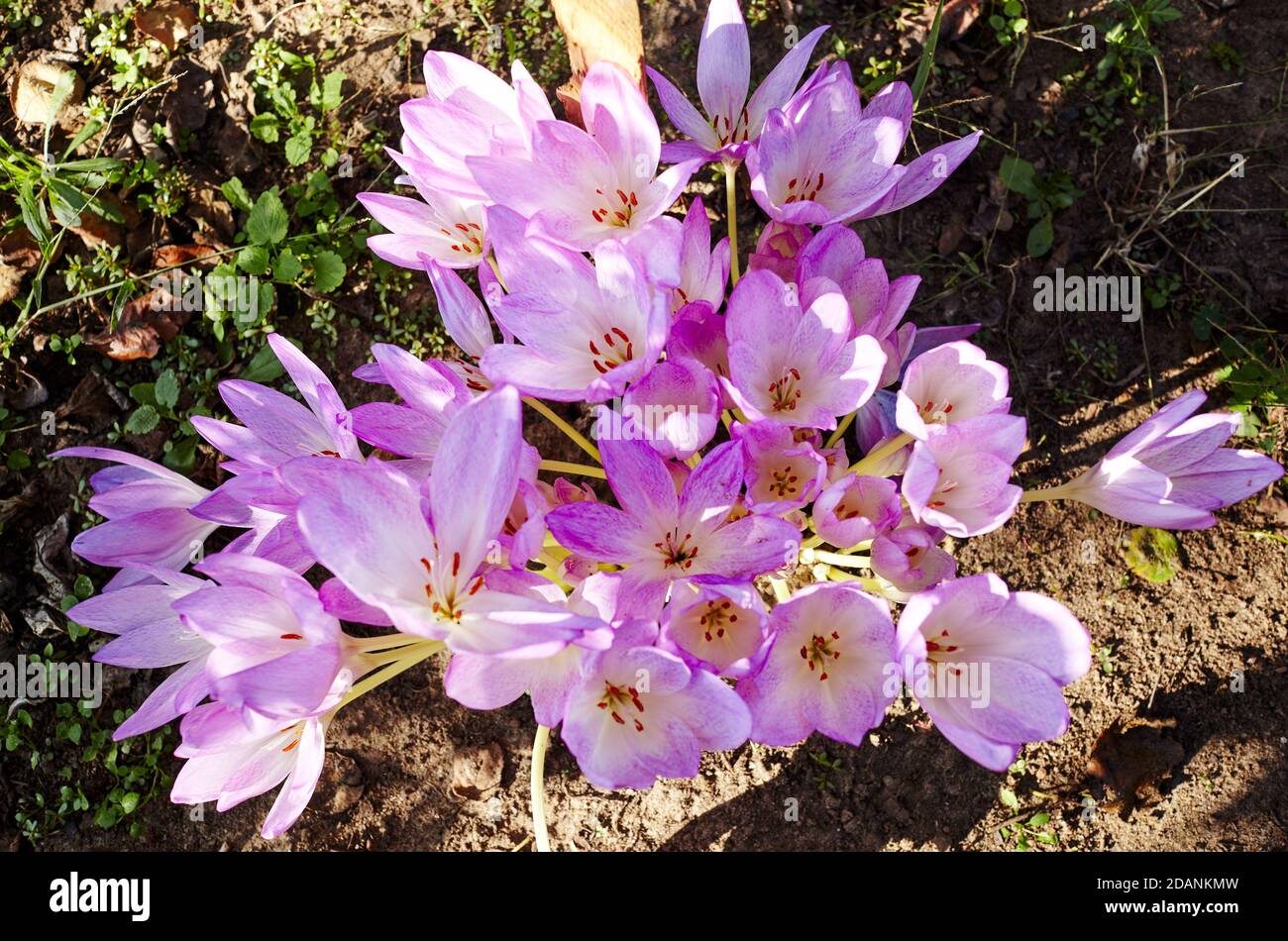 Purple blooming colchicum autumnale flowers - Autumn flower under early ...