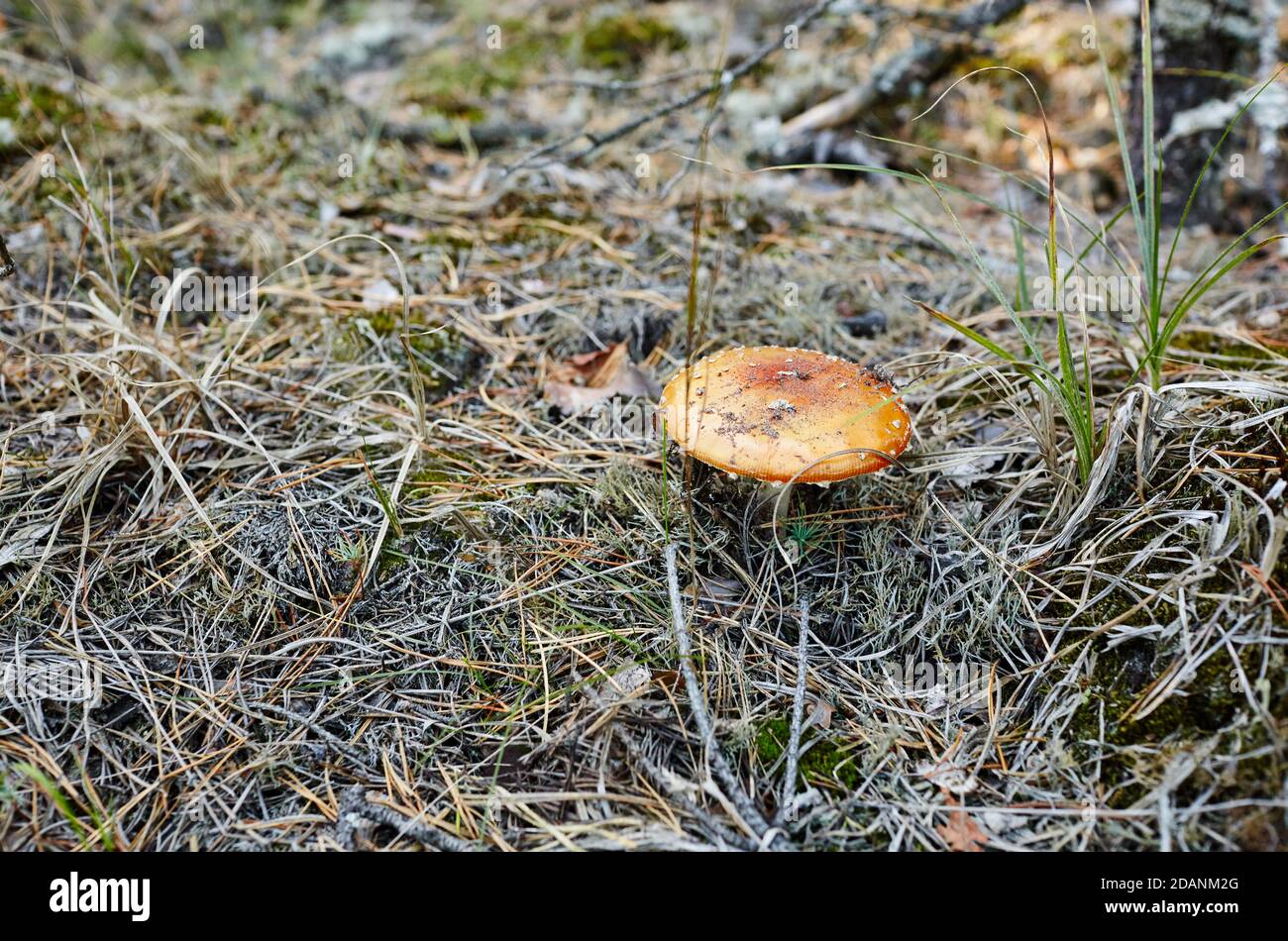 Toxic and hallucinogen mushroom Fly Agaric in needles and leaves on ...