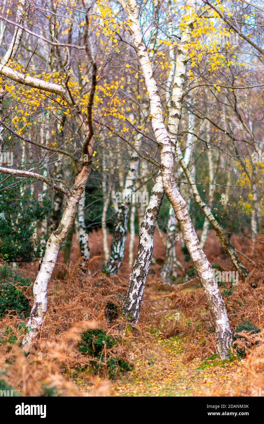 Birch trees in a forest hi-res stock photography and images - Alamy