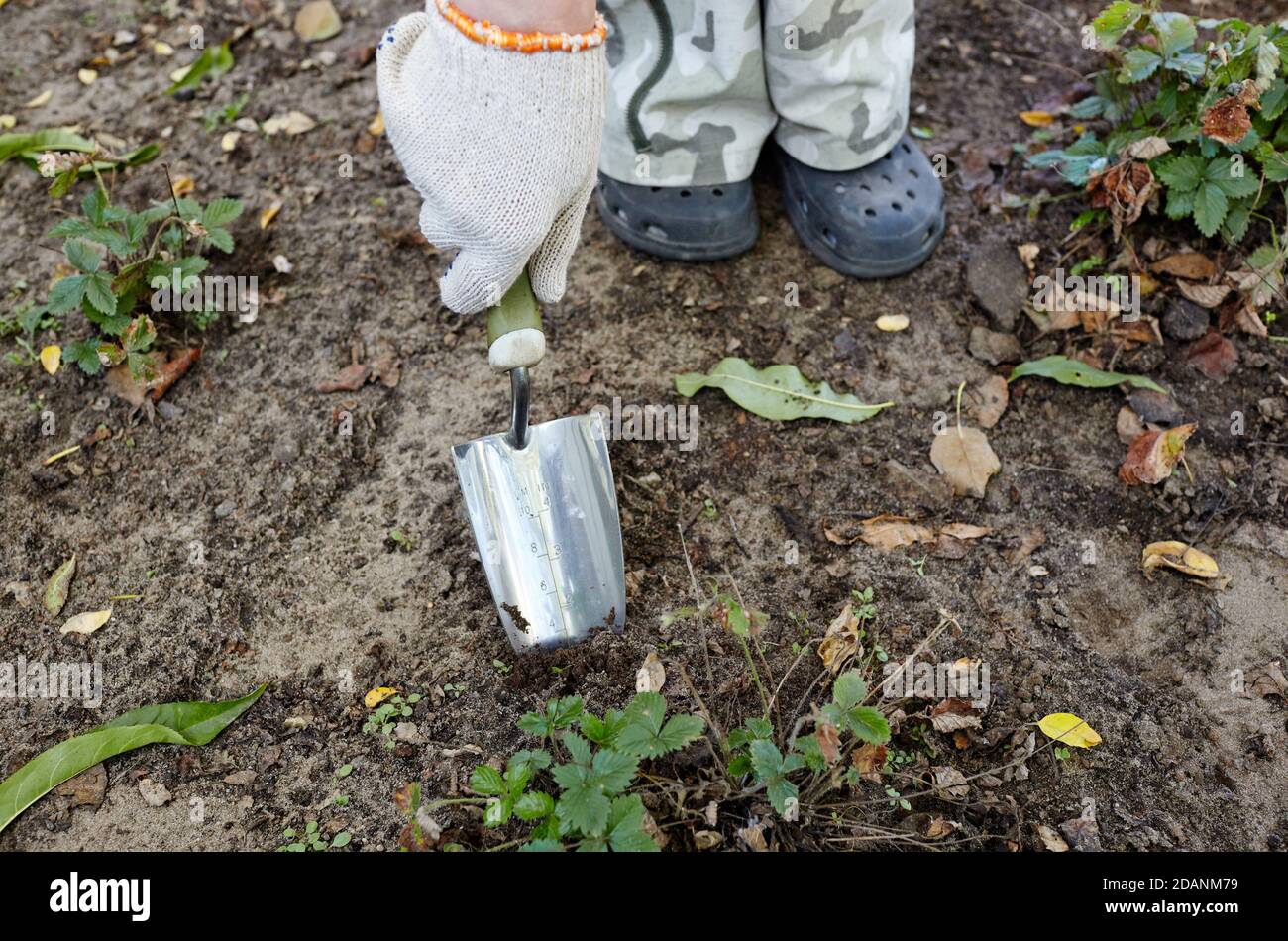 Woman gardening in backyard. Women's hands with small shovel dig up the ...
