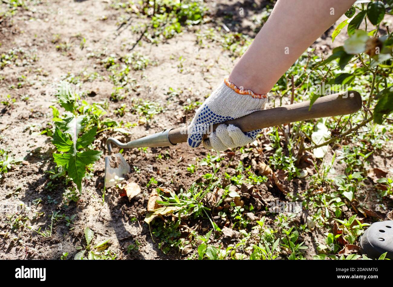 Hoe gardening hi-res stock photography and images - Alamy