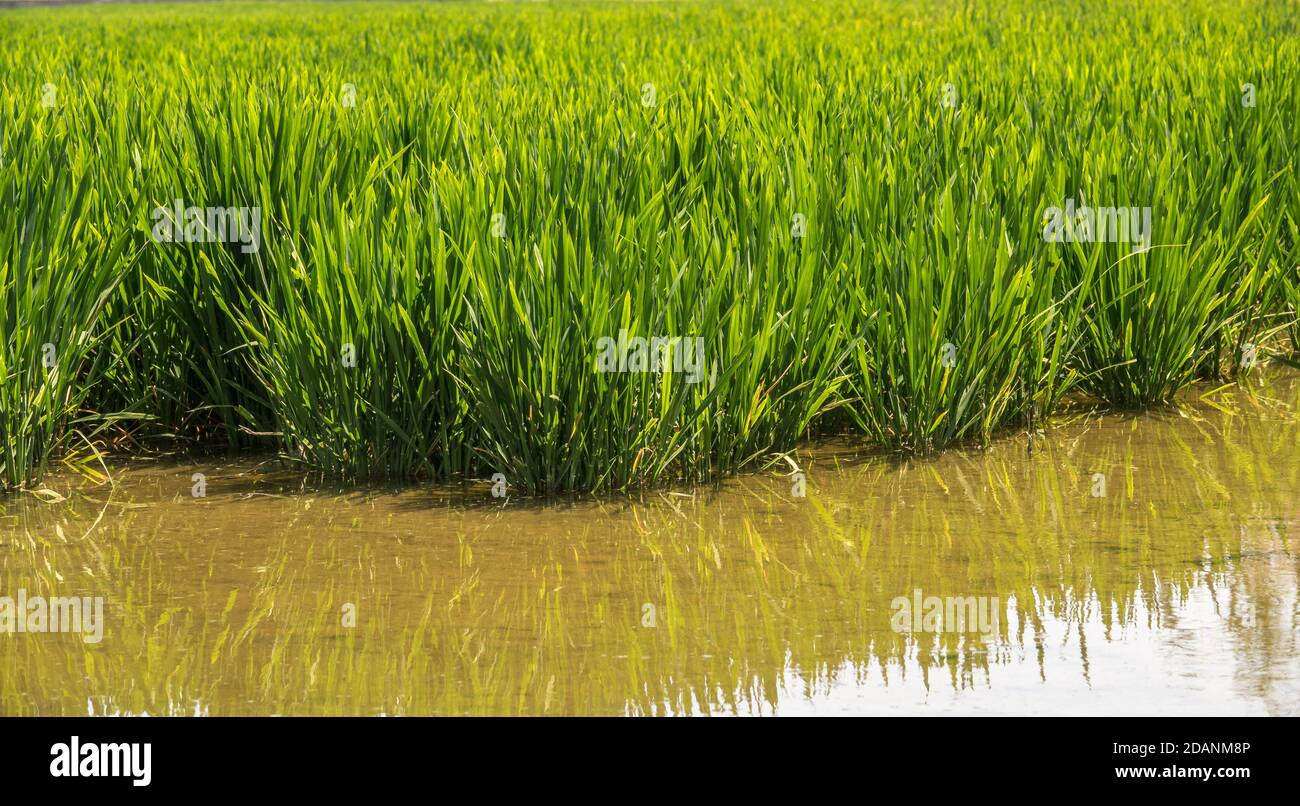 young rice plant in rice field, Rice field close up green rice field ...