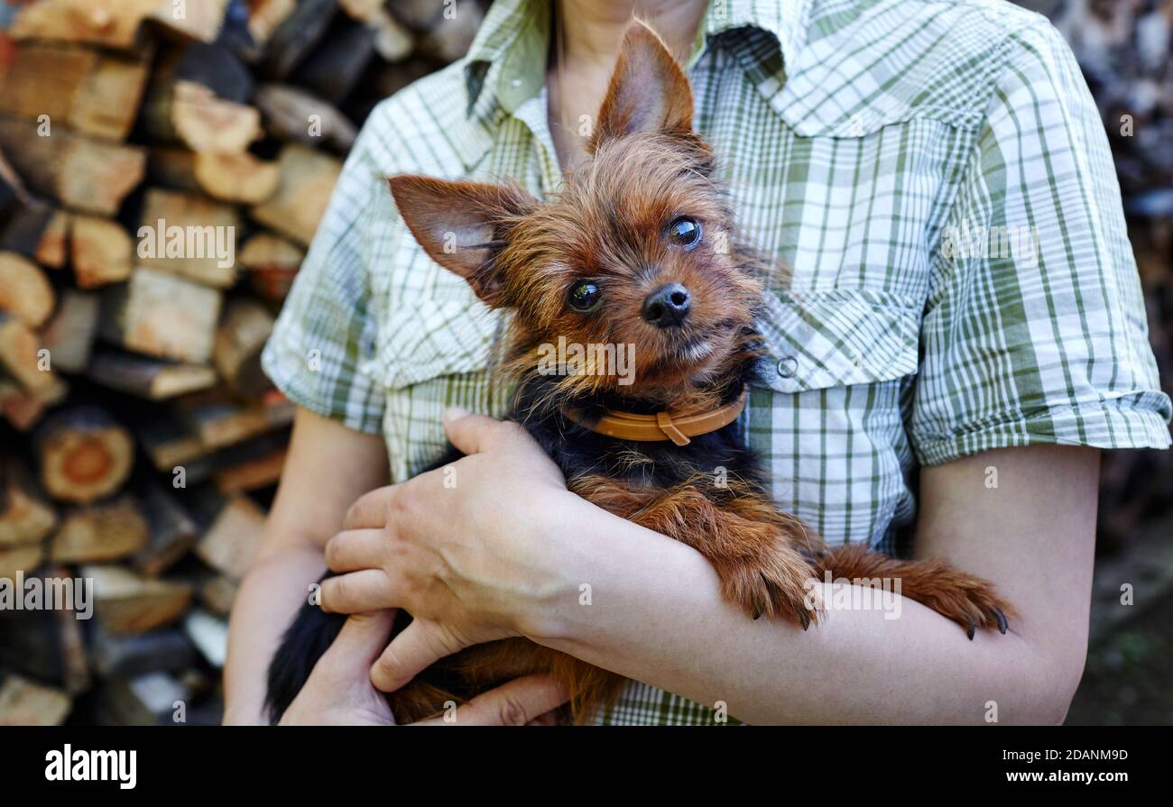Holding dog in arms hi-res stock photography and images - Alamy
