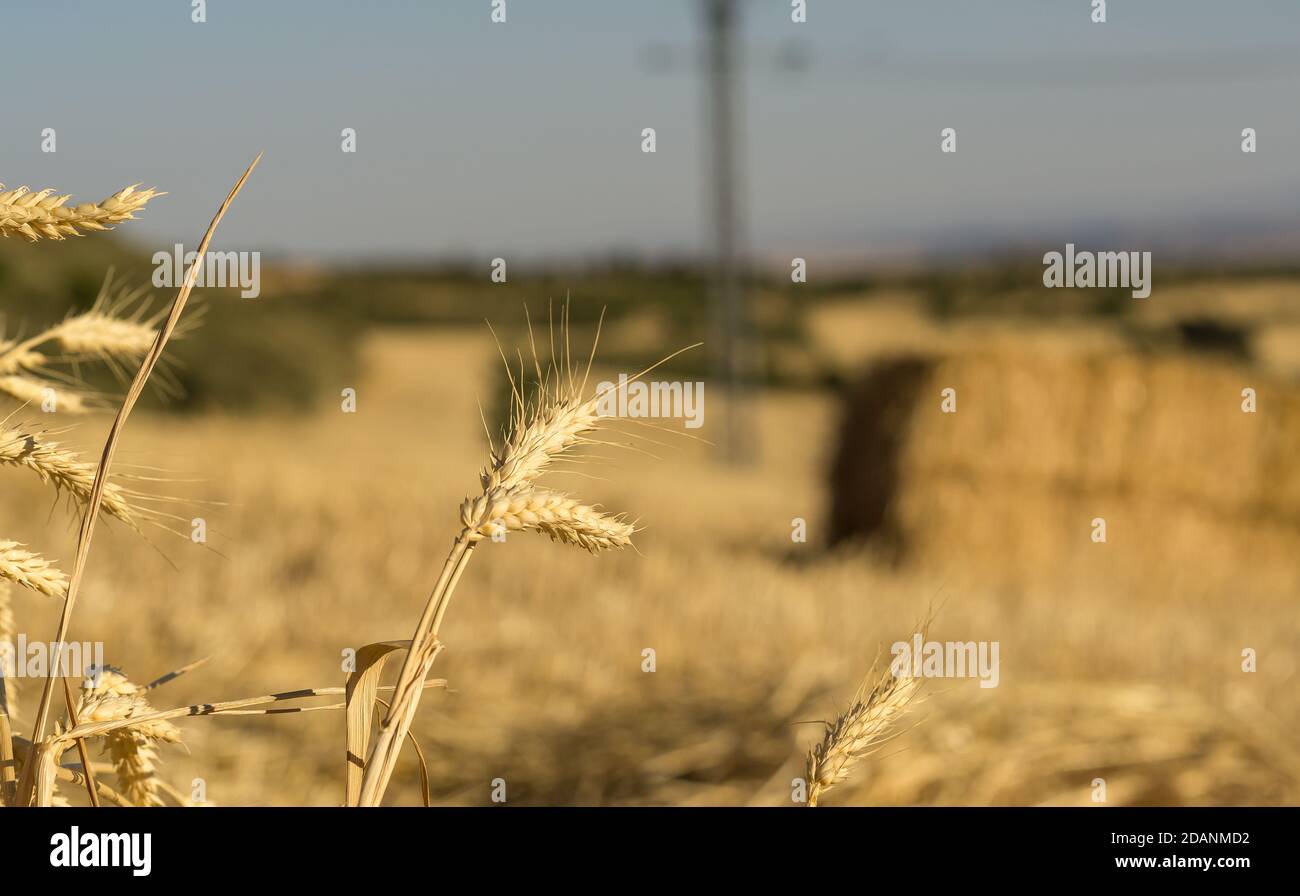 Field landscape countryside, ear of wheat and bales of hay. Wheat ...