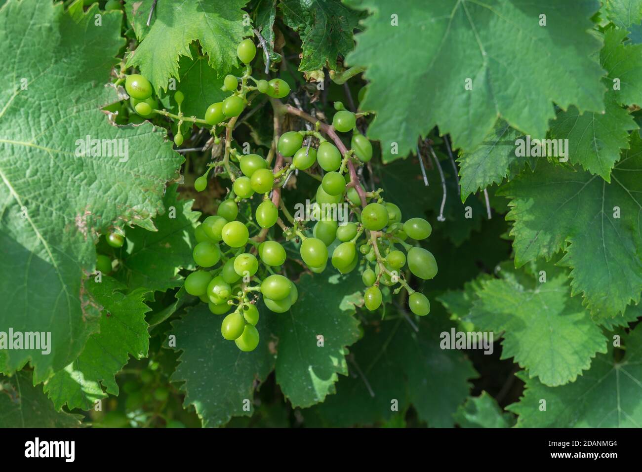 Green grapes in the ripe fruit. 3 months before grape harvest Stock ...