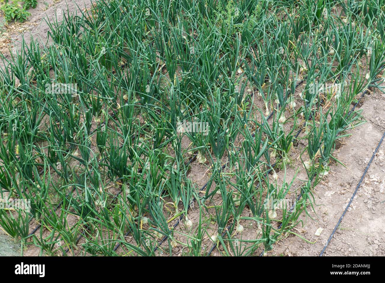 Onion field, onion plantation in the vegetable garden Stock Photo - Alamy