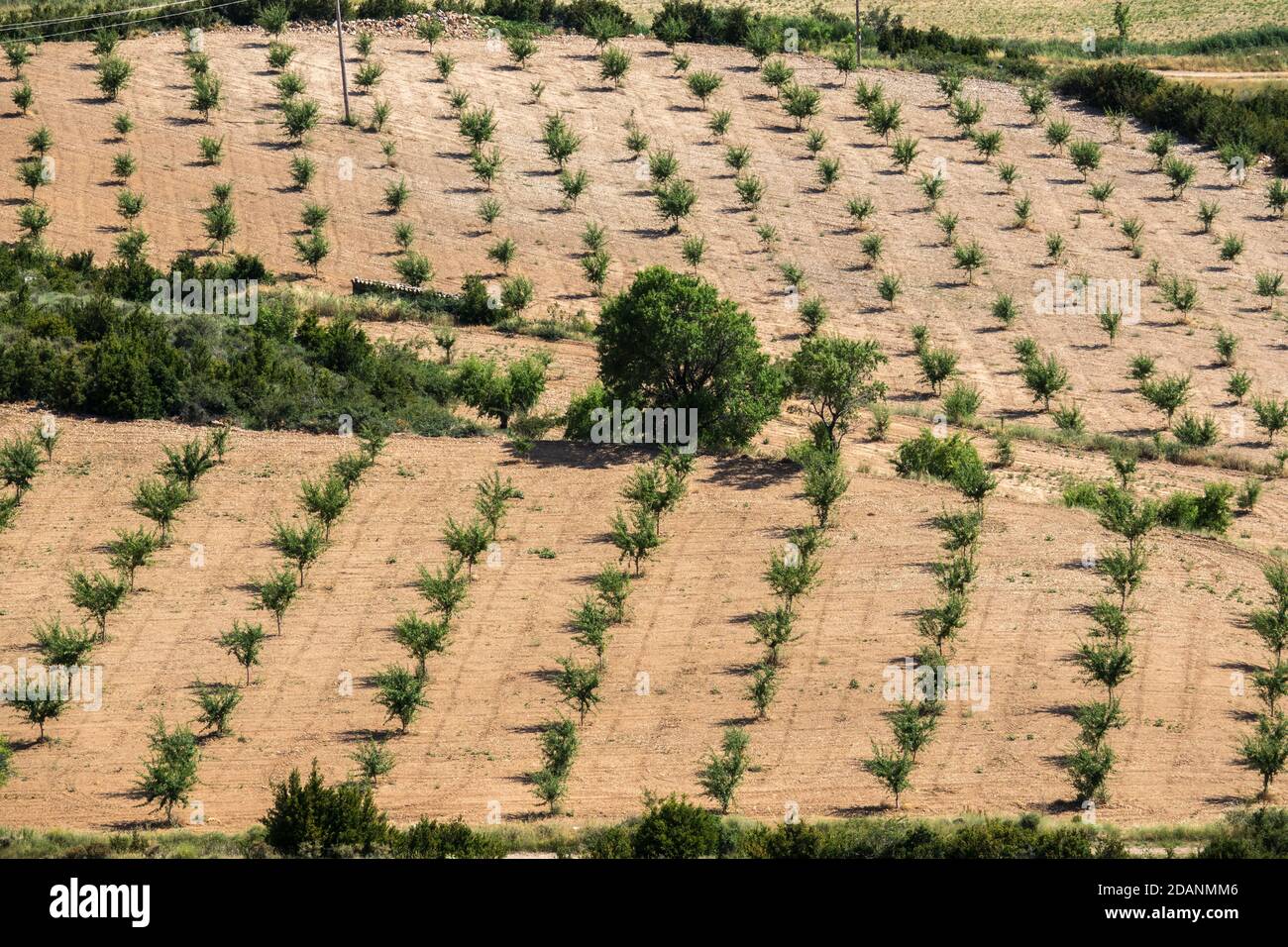 Almond plantation trees in a row aerial view of large almond Stock ...