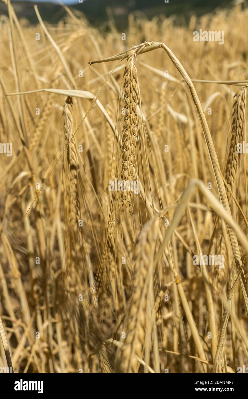 Wheat harvest field, seed gold color planting Stock Photo - Alamy