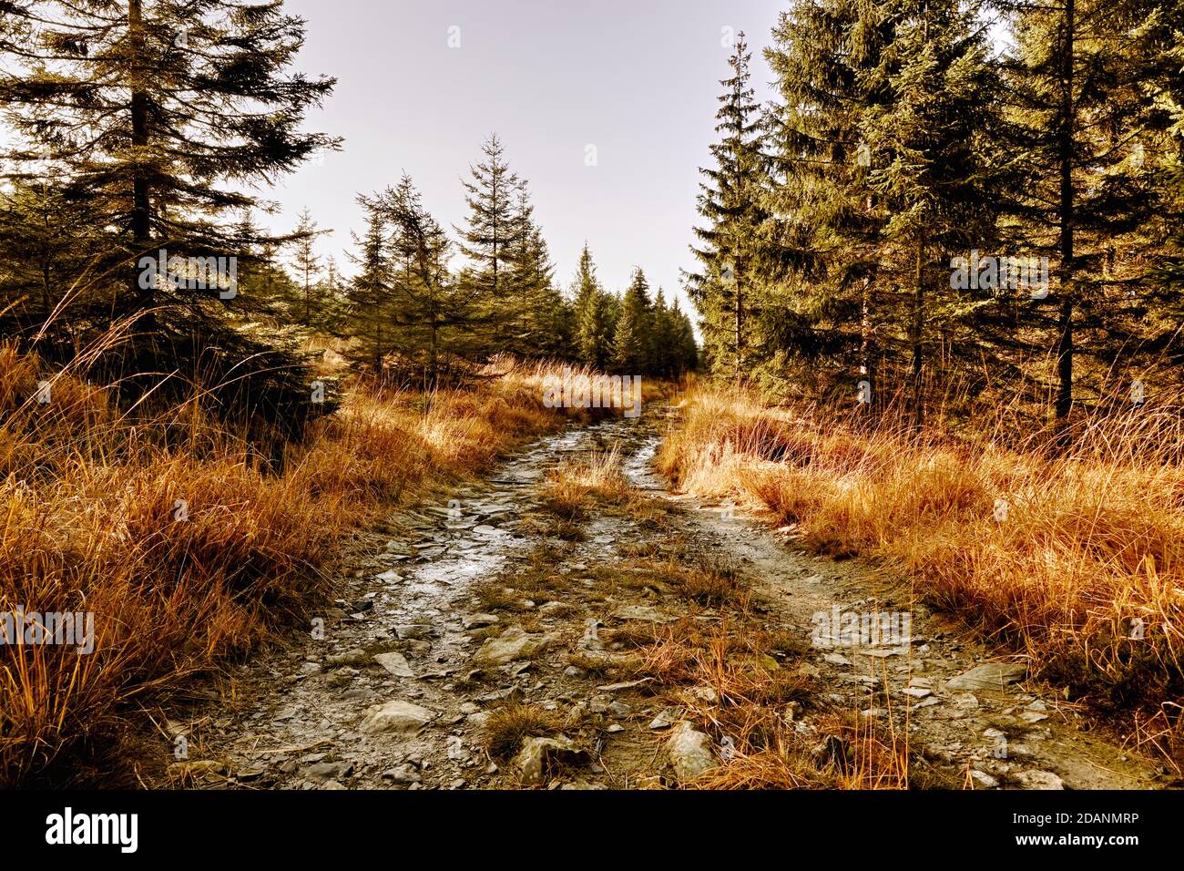 Path in autumn forest. Hiking trail, creative outdoor background Stock ...